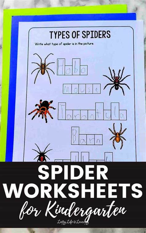 Spider Worksheets For Kindergarten