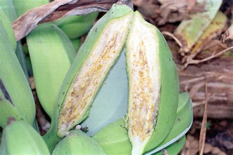 Banana Diseases And Pests Description Uses Propagation