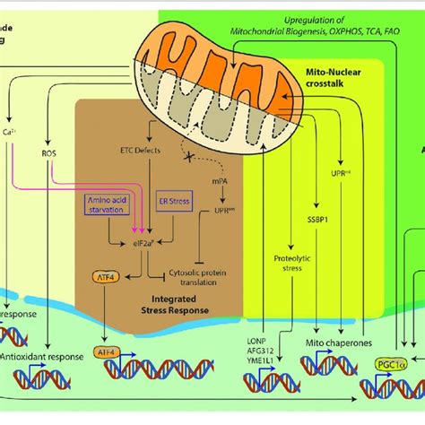 Pathways Of Nucleo Mitochondrial Communication Download