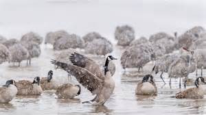 Canadian Geese Migration