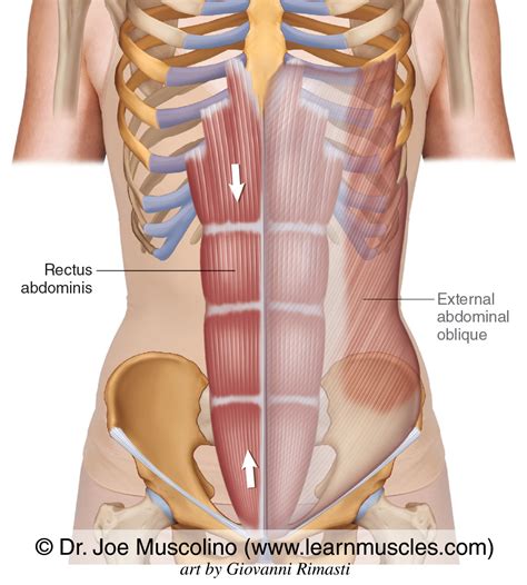 What Is The Main Action Of The Rectus Abdominis Muscle