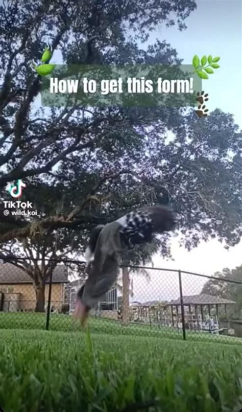 Best 11 My Quadrobics Form A Showcase Therian Quadrobics Fox