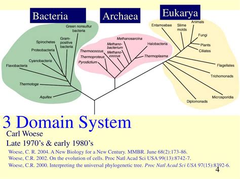Ppt Classification Of Bacteria Powerpoint Presentation Free Download Id 1250840