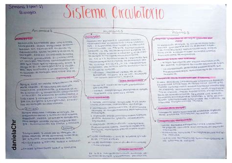 Sistema Circulatorio Danielach Udocz