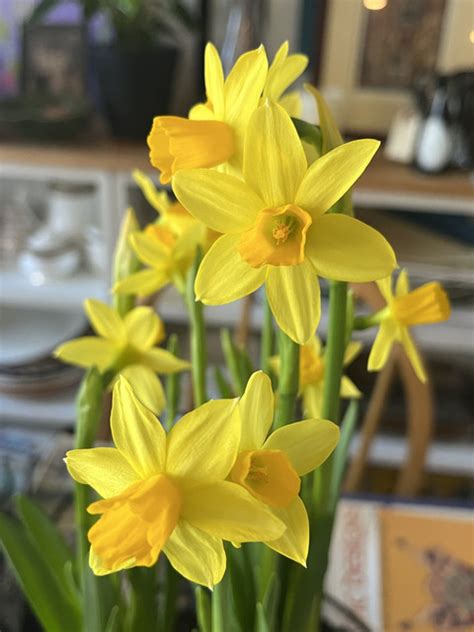 New Flower February 4 2024 Mini Potted Daffodils Mama Cormier