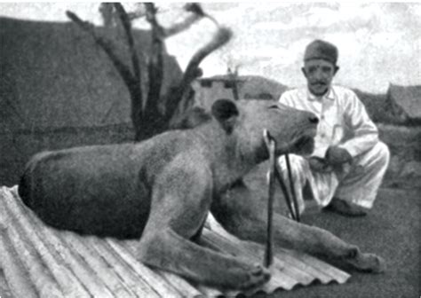 The Man Eaters Of Tsavo Amusing Planet