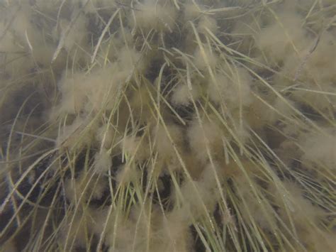 Impacts Lis Water Quality