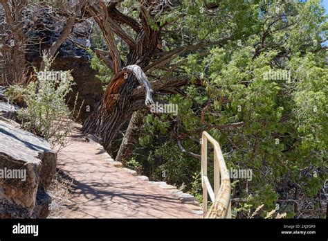 Gnarled Old Juniper Tree Share Cliff Wall With Footpath On Island Trail Of Walnut Canyon