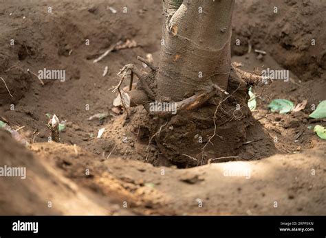 Cutting Tree Roots Above Ground
