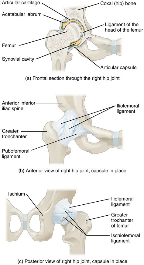 Joints Ligaments And Connective Tissues Advanced Anatomy 2nd Ed