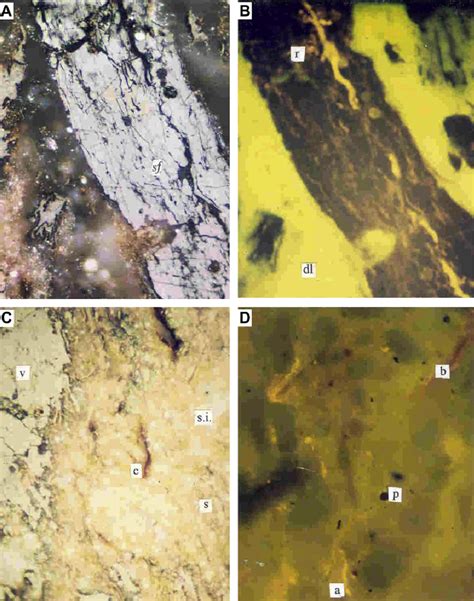 Photomicrographs Of Petrographic Constituents Of Kerogens Isolated From