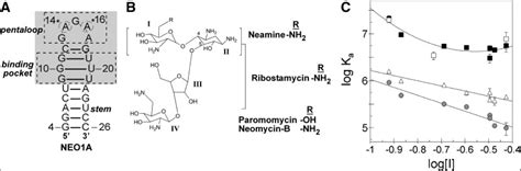 An Adaptable Pentaloop Defines A Robust Neomycin B Rna Aptamer With