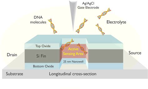 Nanowell Field Effect Transistor For Highly Sensitive Molecular