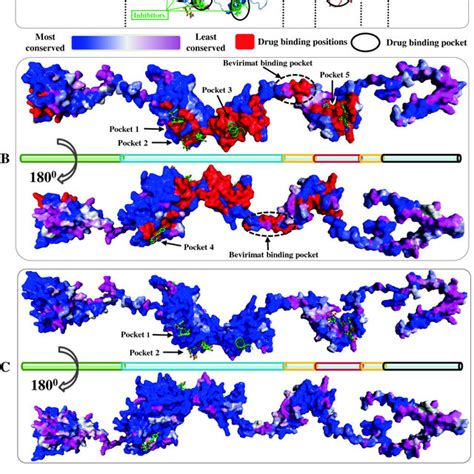 Mapping Of Drug Binding Positions And Binding Pockets To HIV Gag Download Scientific Diagram