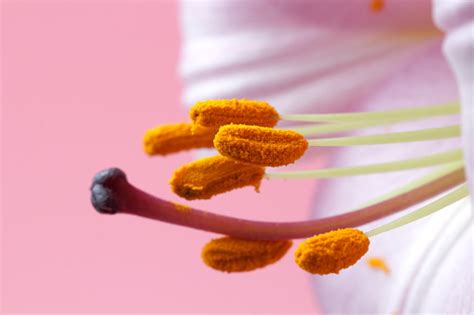 분홍색 배경에 큰 분홍색 백합의 스타멘스 매크로 밝은 자연 대조 색상 텍스트 장소 꽃 나무에 대한 스톡 사진 및 기타 이미지