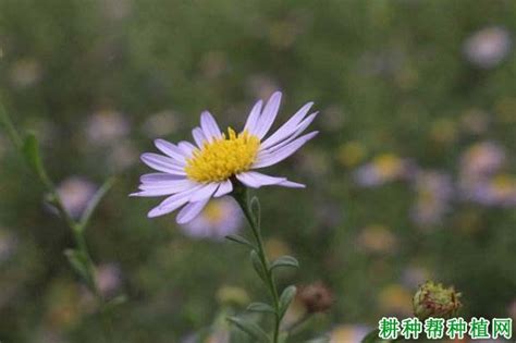 马兰菊科 耕种帮种植网