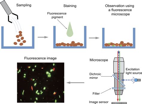 Schematic View Of Microorganism Detection Using A Fluorescence