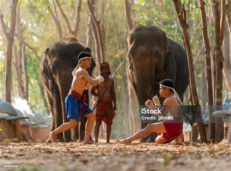 무에타이 전투기 태국 킥복싱 두 명의 남성 무에타이 수련자가 일몰 순간에 무에타이 기술과 기술을 시연하며 조련사와 코끼리 두 마리를 배경으로 합니다 20 24세에 대한 스톡