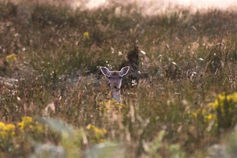 Premium Photo Deer In Grass