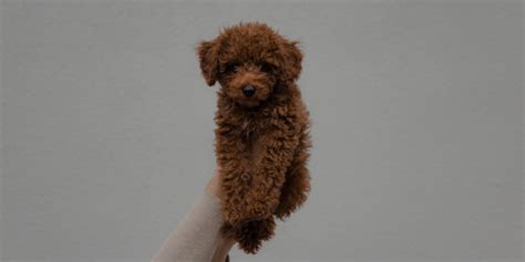 F1b Cavapoo Complete Guide Traits Care And Costs Premier Pups