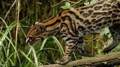 Explained Why This New Tiger Cat Species Has The Risk Of An Uncertain