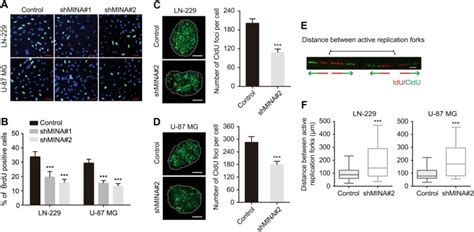 Mina53 Deficiency Leads To Glioblastoma Cell Apoptosis Via Inducing Dna
