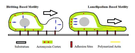 Amoeboid Movement Wikipedia