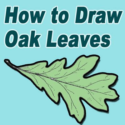How To Draw Oak Leaves With Step By Step Drawing Lessons How To Draw Step By Step Drawing