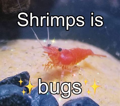 “shrimps Is Bugs” How Viral Tattoo Crawled Into Popular Culture