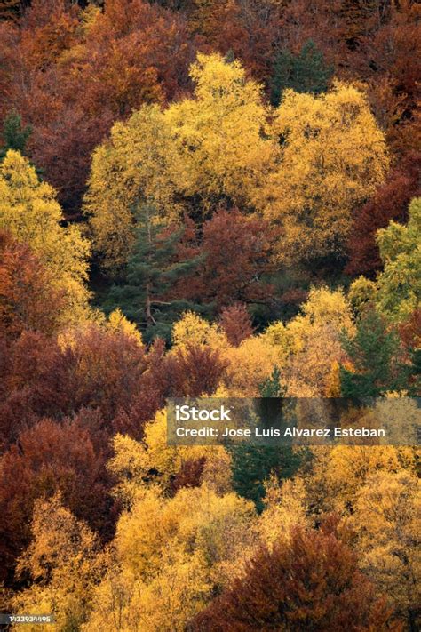 스페인 북부 레온의 리아뇨 산 자연 공원에 노란 잎이 있는 가을의 너도밤 나무 숲 0명에 대한 스톡 사진 및 기타 이미지 0명 가을 관광 Istock
