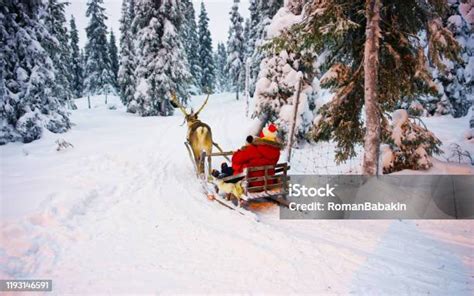핀란드 라플란드의 루카에서 열리는 겨울 순록 썰매 경주 핀란드 라플란드에 대한 스톡 사진 및 기타 이미지 핀란드 라플란드 산타 클로스 크리스마스 Istock