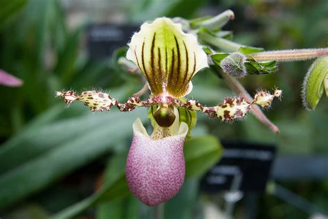 Paphiopedilum Orchids How To Guarantee Beautiful Paphiopedilum Blooms