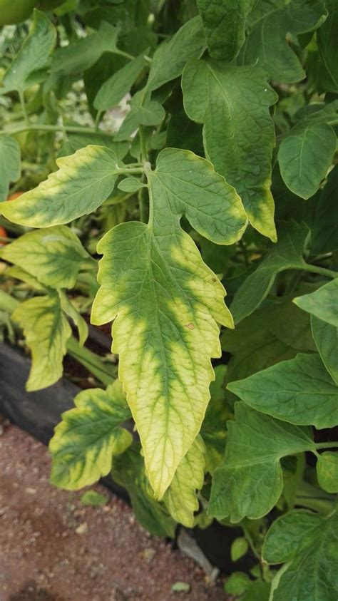 Tomato Nutrient Deficiencies Haifa Group Growing Tomato Plants