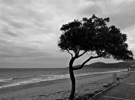 Tree In The Storm Stock Photo Image Of Tree Seascape 162951462