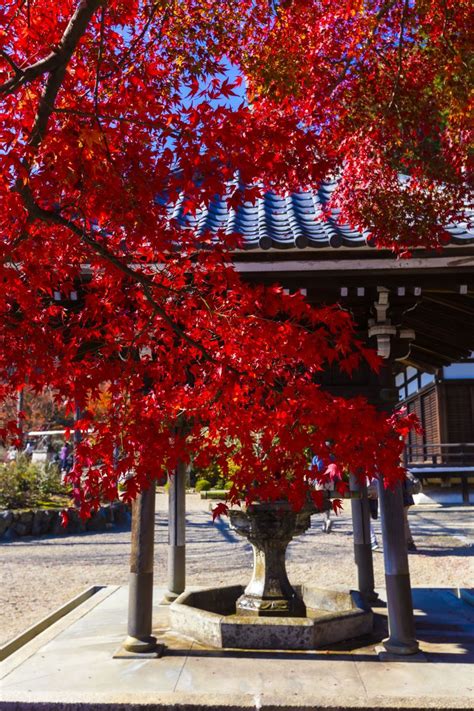20201119 京都 善峯寺2 GANREF