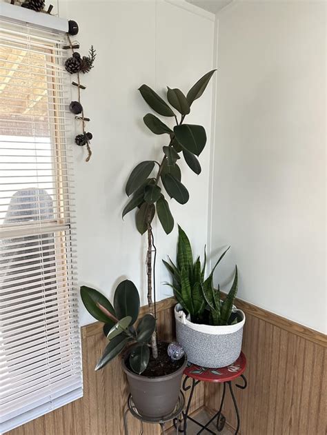 Rubber Tree Propagation Rhouseplants