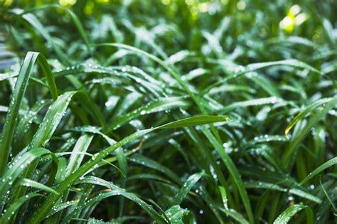 Pretty Grass Images Free Download On Freepik