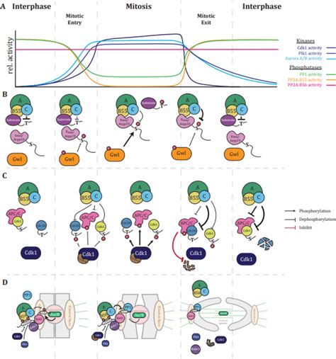 Substrate And Phosphorylation Site Selection By Phosphoprotein Phosphatases Pmc