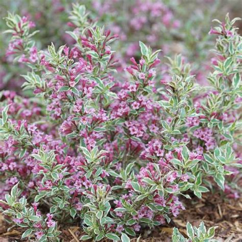 Weigela My Monet Purple Effect Sugar Creek Gardens