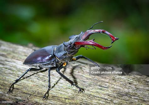 A Male Stag Beetle In An Oak Forest Near The River Spree In Eastern