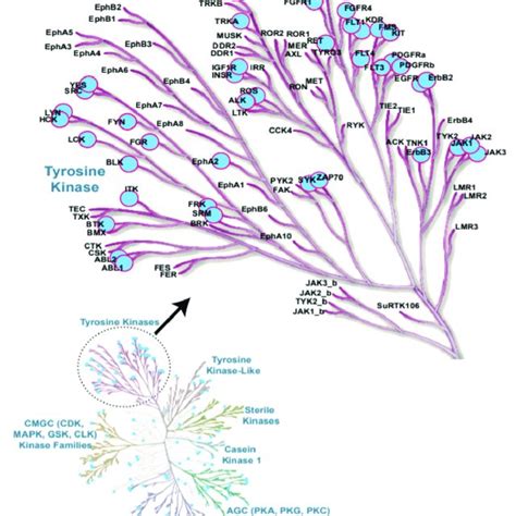 Classification Of Protein Kinase Inhibitors Download Scientific Diagram