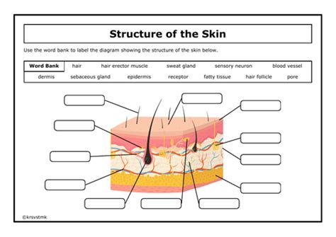 Printable Anatomy Worksheets Label Skin Diagram Worksheet