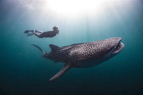 Top Places To Dive And Swim With Whale Sharks Infinite Blue Dive Travel