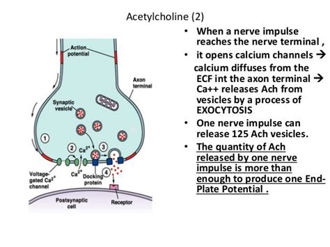 Neuromuscular Physiology