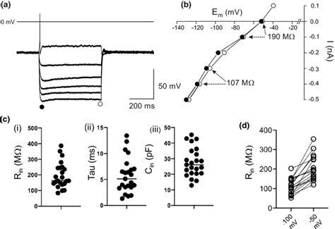A Representative Voltage Traces In Response To Long 500 Ms