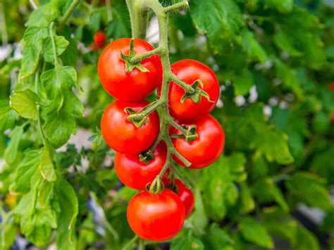 Petit Tomato Nude Petit Tomato Nude Photo Sexiezpix Web Porn