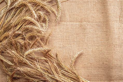 보리 곡물 전체 보리 수확 밀 콩나물 밀 곡물 귀 또는 호밀 스파이크 식물 린넨 질감 또는 갈색 천연 유기농 배경 시리얼 빵 가루에 대 한 상단 보기 컷아웃 갈색에 대한