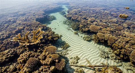Underwater View Of A Shallow Coral Reef Pathway With Rippled Sand And