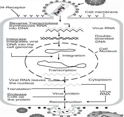 Scheme Of Virus Replication 4 Download Scientific Diagram