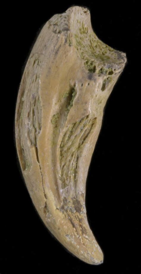 085 Raptor Claw Hell Creek Formation North Dakota 41547 For Sale